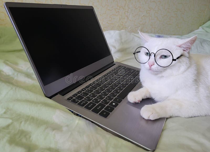 A White Smart Business Cat with Glasses and a Laptop is Lying on the ...