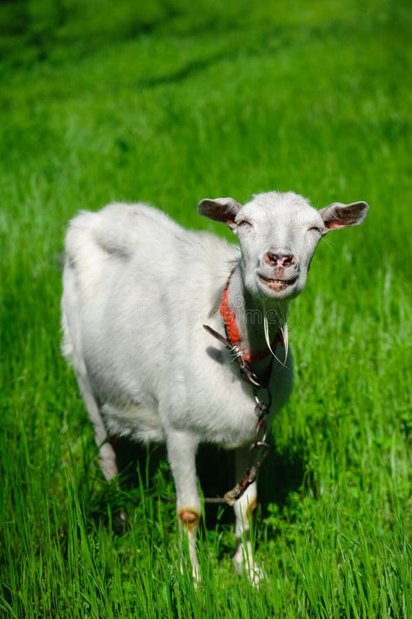 Smiling goat stock image. Image of horned, goat, bleat - 57214729