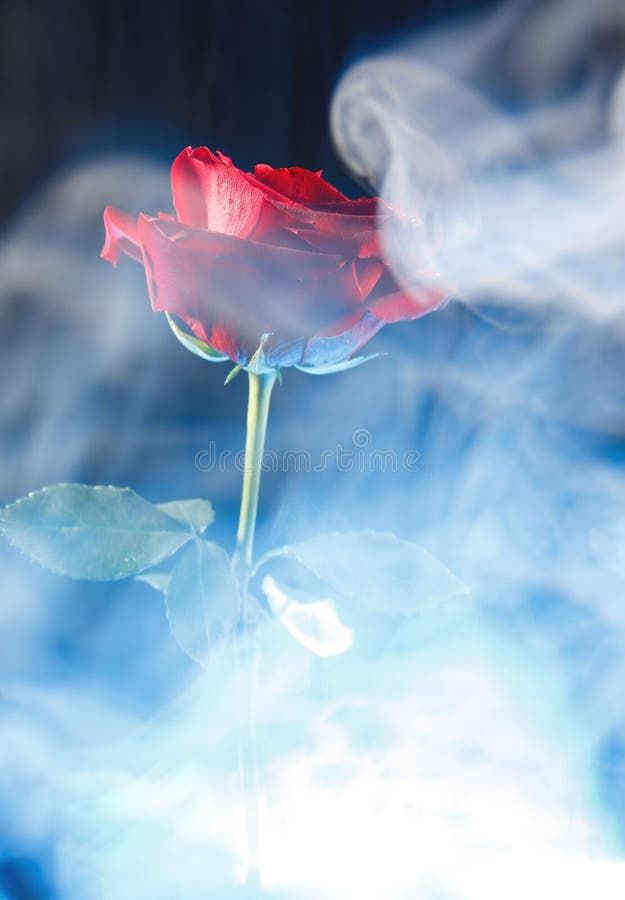 White Smoke Around a Red Rose Stock Photo - Image of blossom, nature ...