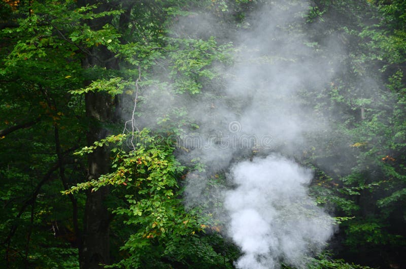 White Smoke Spreads Over the Background of Forest Trees Stock Photo ...