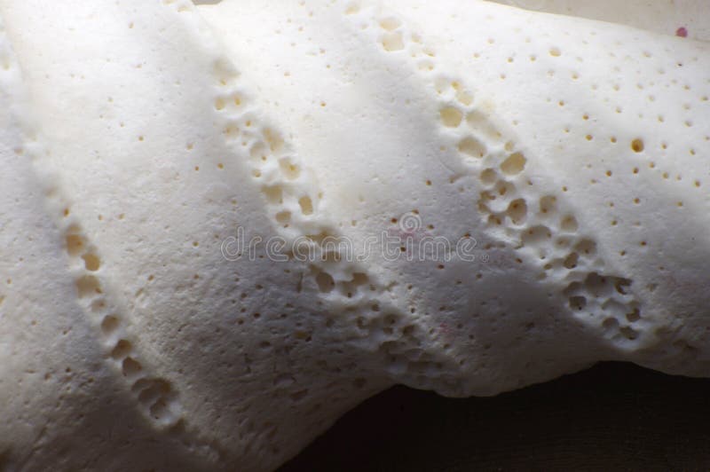 White Smooth Coral Spiral Seashell Stock Photo - Image of coral, cone ...