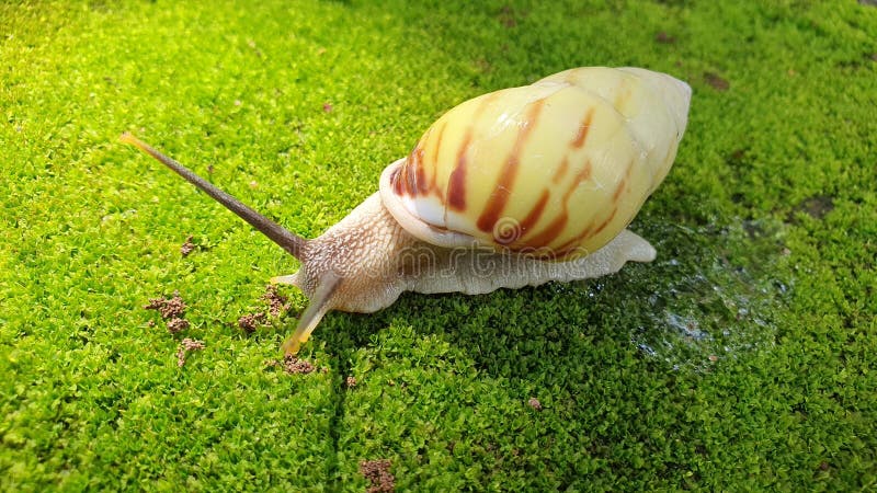 White Snail Detail on Little Rocks Stock Photo - Image of light, forest ...