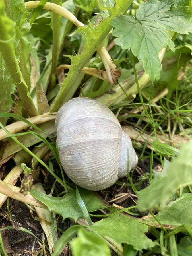 White snail in the forest stock image. Image of snail - 319003871