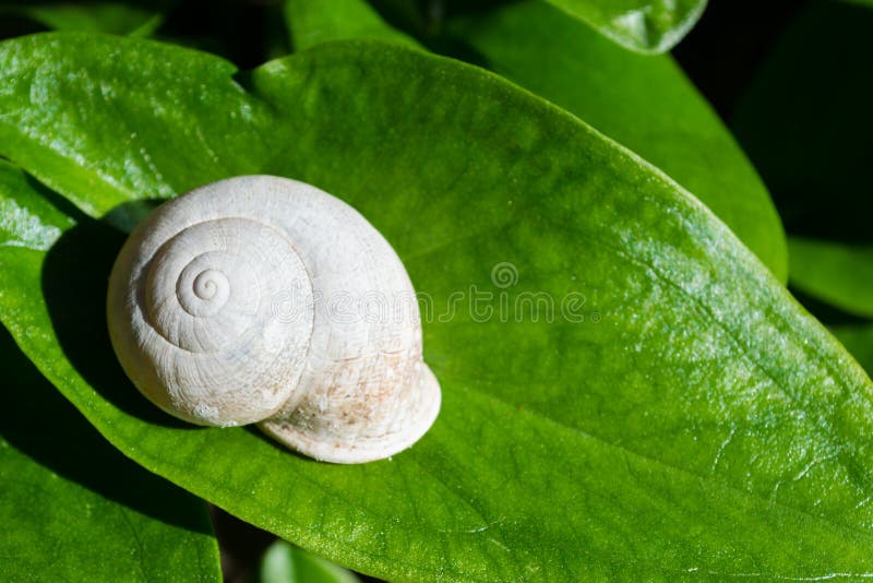 White snail shell stock photo. Image of mountain, dead - 115384612