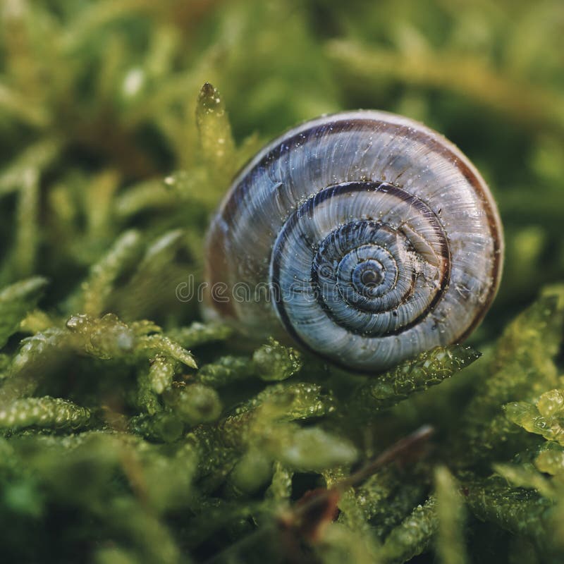 Snail in the nature stock image. Image of animal, little - 141749981