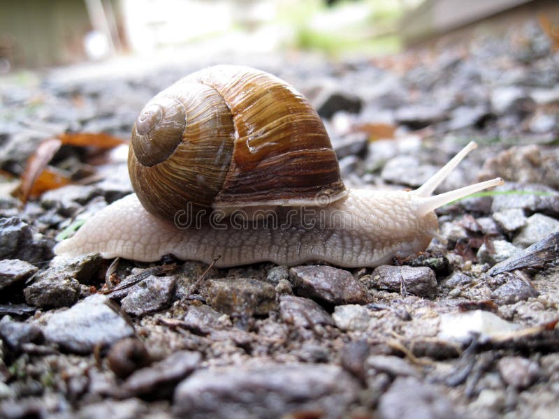 White Snail on Little Rocks Stock Photo - Image of white, little: 27019550