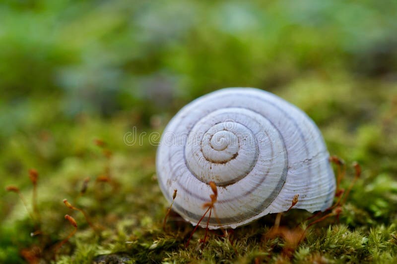 White snail in the nature stock image. Image of spiral - 176780541