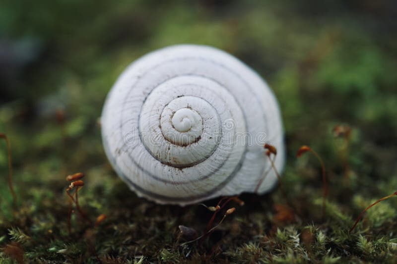 White snail in the nature stock image. Image of snail - 176780605