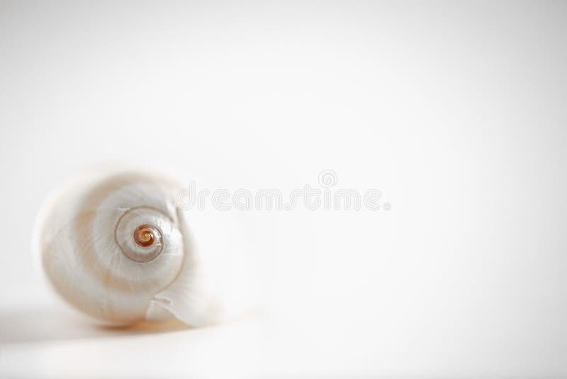 White Snail Shell Against White Background, High Key Stock Image ...