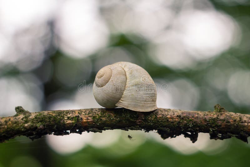 White snail shell stock photo. Image of mountain, dead - 115384612