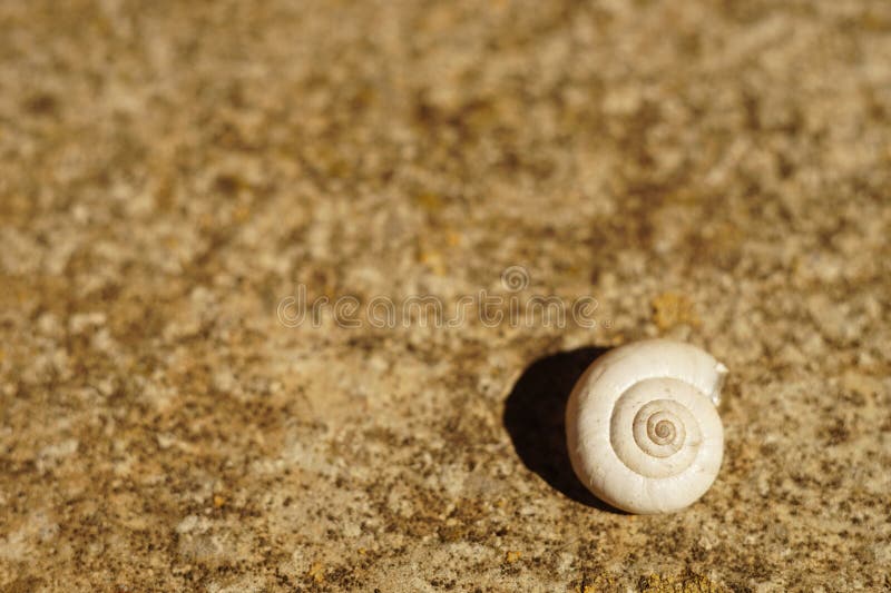 White Snail Shell on Brown Stone Surface in Summer Stock Image - Image ...