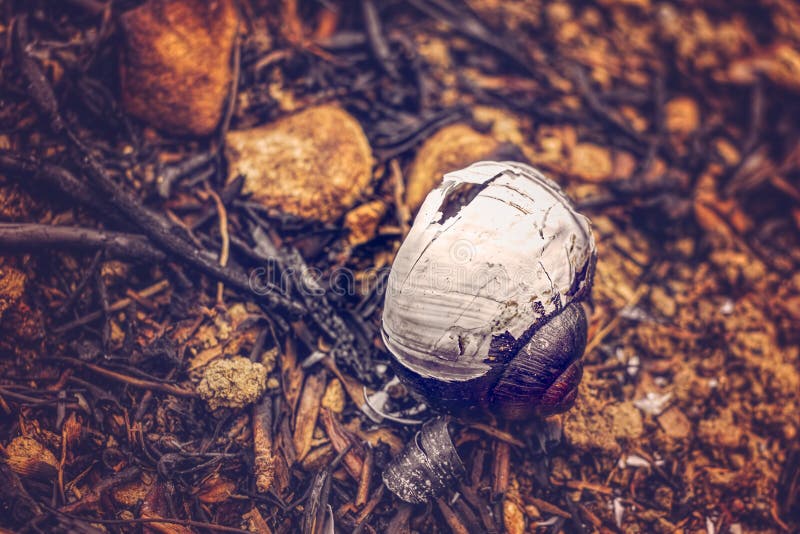 White Snail Shell Charred Ashes of a Fire, in the Forest. Stock Photo ...