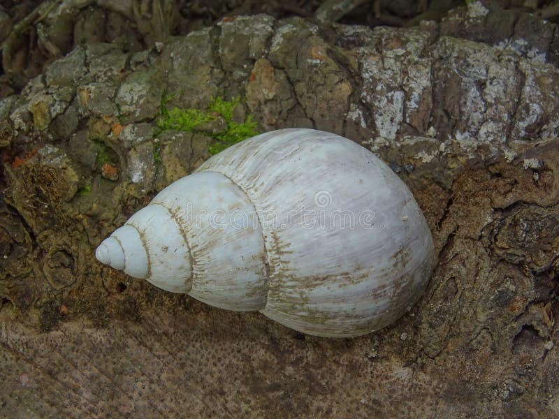 White Snail Shell on Coconut Tree Stock Image - Image of food, tree ...