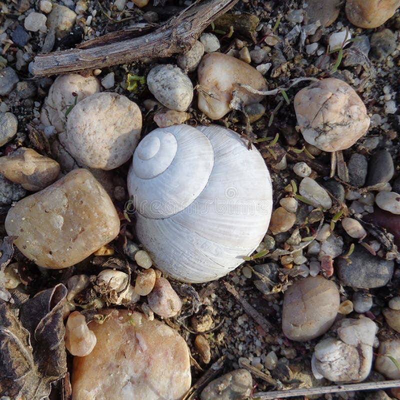 Snail Shell on the Ground in the Garden Stock Photo - Image of roman ...