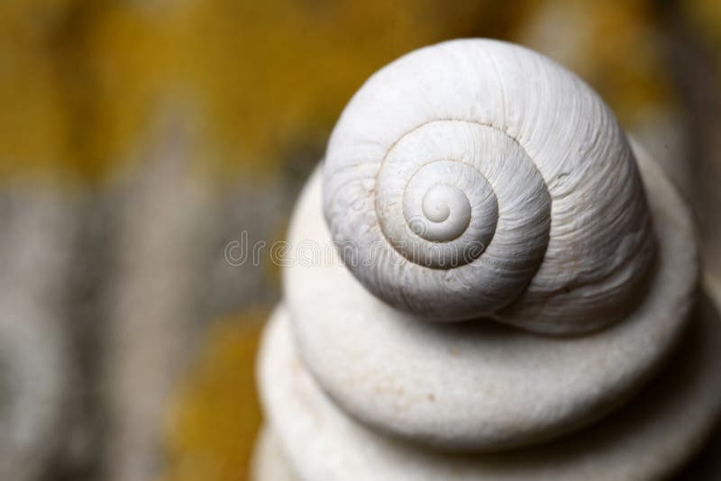 White Snail Shell on Top of a Pile of Stones Stock Image - Image of ...