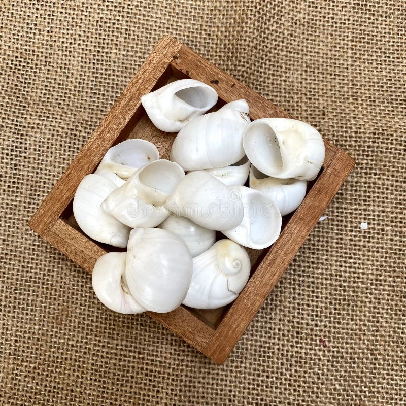 White Snail Detail on Little Rocks Stock Photo - Image of light, forest ...