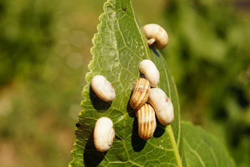 White Snail Shells on Green Horseradish Leaf in a Field Stock Image ...