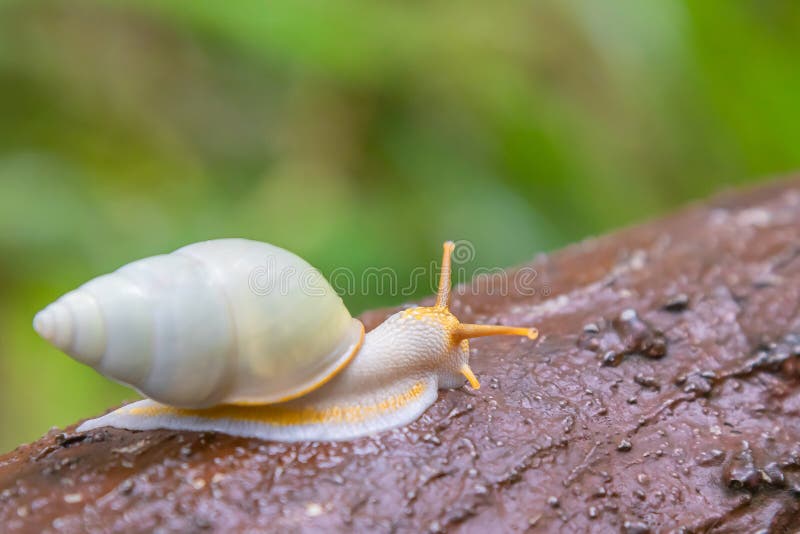 White snail shell stock photo. Image of mountain, dead - 115384612