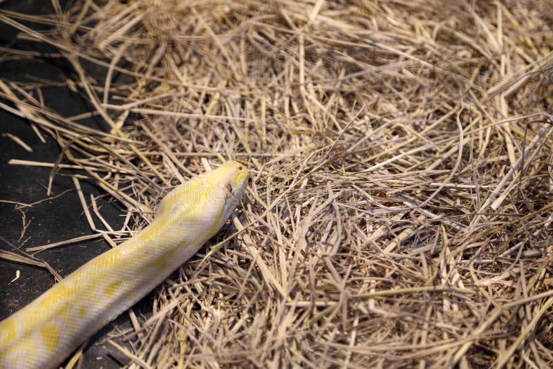 Snake stock photo. Image of albino, endangered, reptile - 196508626