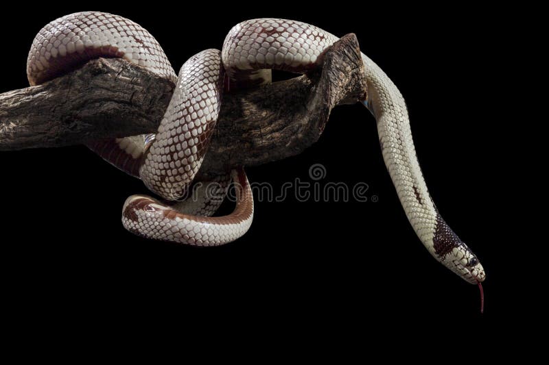 White Snake on a Branch, Dark Background, Indoor Studio Light Stock ...