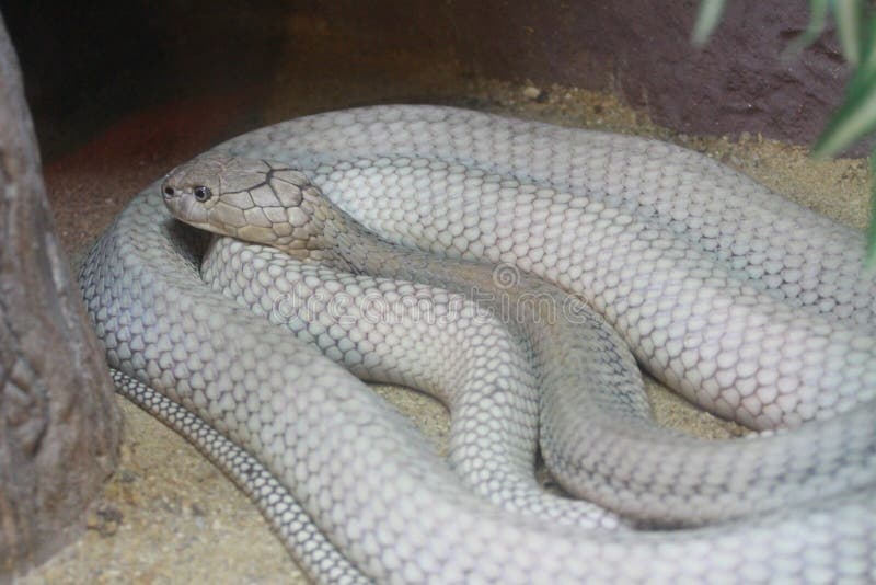 The White Snake Pagoda. Kinkaku-ji Zen Buddhist Temple. Kyoto. Japan ...