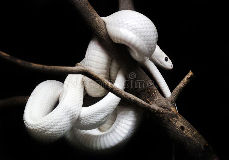 White snake resting. stock photo. Image of wildlife - 285993860