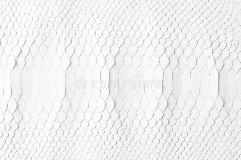 4,474 Snake Python Skin White Stock Photos - Free & Royalty-Free Stock ...