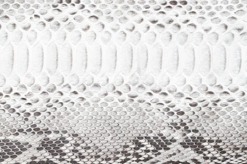 White Snake Skin Texture, Reptile Leather As Background Stock Image ...