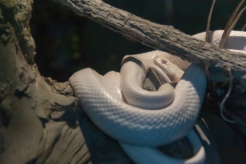 White Snake Under the Cool Light Stock Photo - Image of black, natural ...