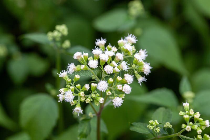 White Snakeroot, Ageratina Altissima Stock Photo - Image of bloom ...