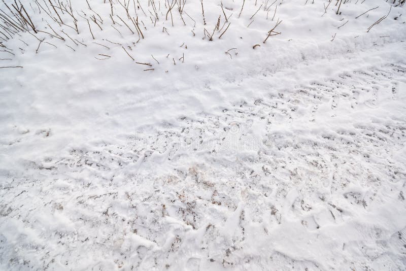 Snow-covered Road with Tire Tracks and Bushes on the Side of the Road ...
