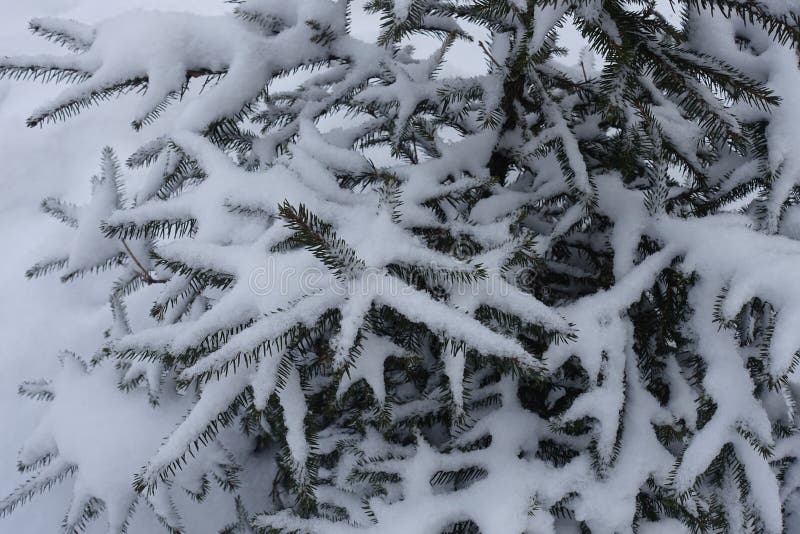 White Snow Covering Branches of Spruce in Winter Stock Image - Image of ...