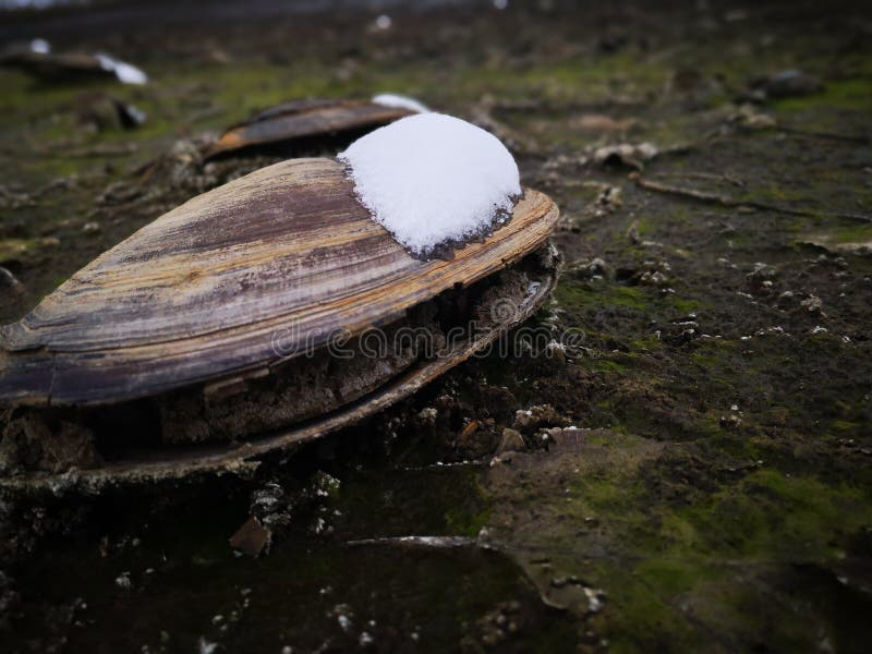 The White Snow Covering the Shell Stock Image - Image of protecting ...