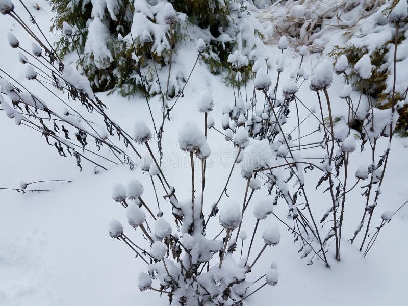 White Snow on Coneflower in the Winter Stock Photo - Image of freezing ...