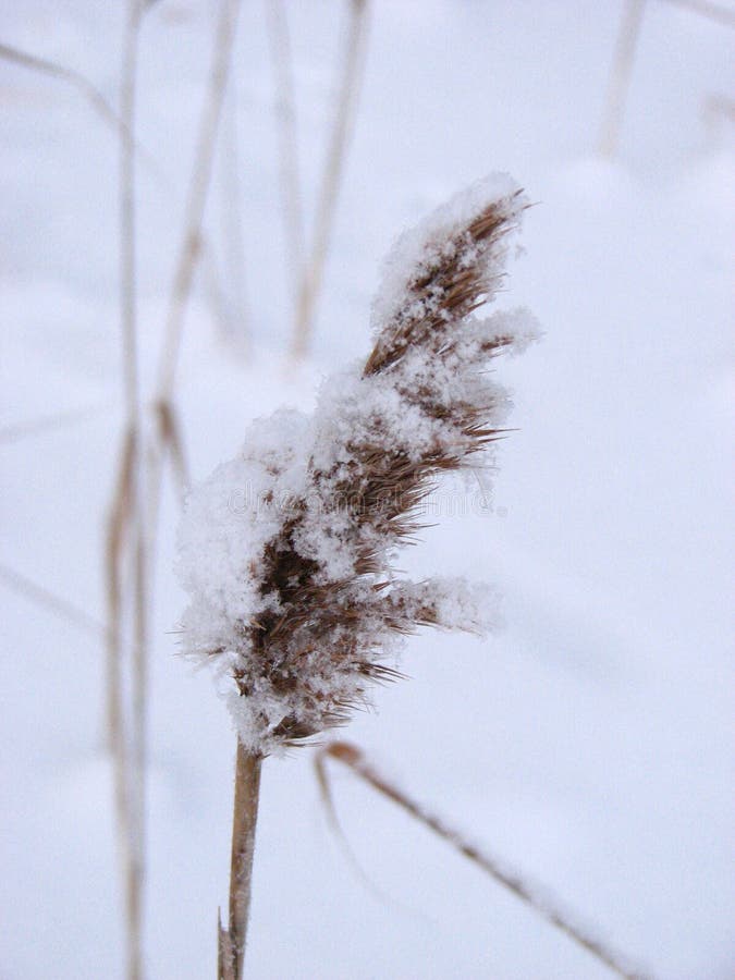 Fluffy Winter Reeds in the Snow Stock Photo - Image of plant, freezing ...