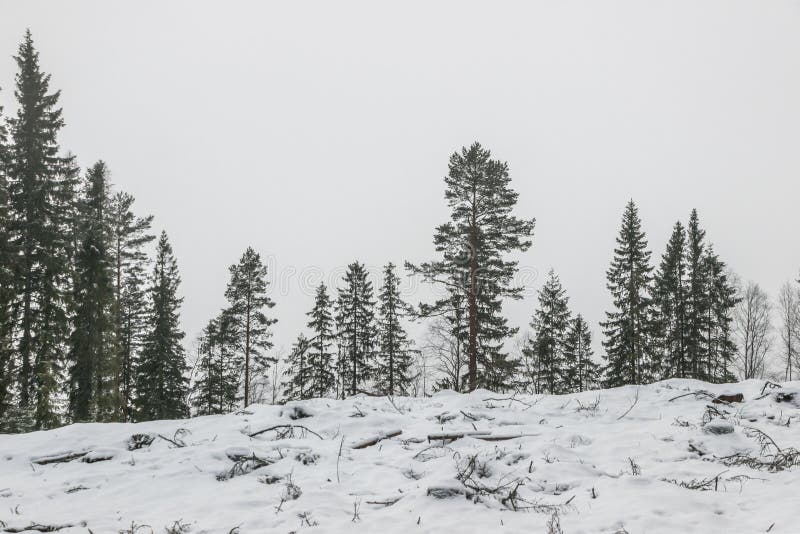 Snow on Field with Trees in Countryside Stock Image - Image of travel ...