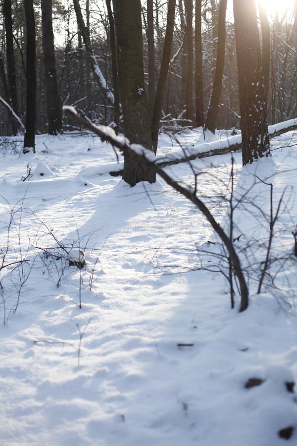 White Snow in the Forest Lit by the Daytime Sun Stock Image - Image of ...