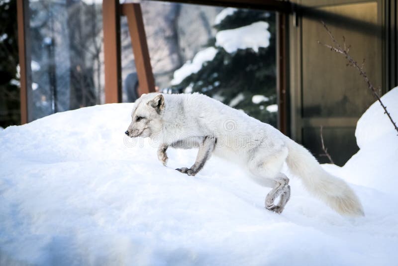 White snow fox in Japan stock image. Image of snowing - 103594963