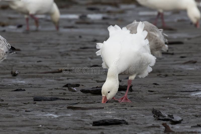 White snow goose stock image. Image of duck, snow, wildlife - 200819241