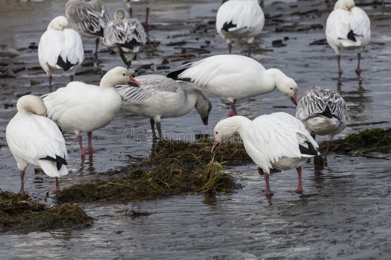 White snow goose stock image. Image of geese, vancouver - 200819343