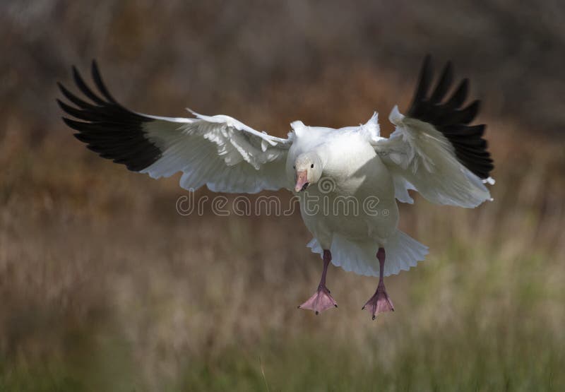 White Snow Goose stock image. Image of white, close - 178232871