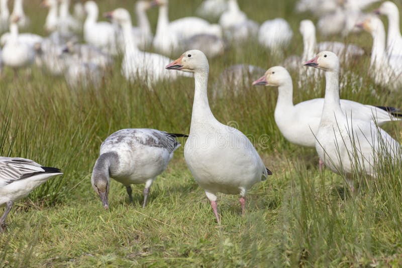 White Snow Goose stock image. Image of canada, bird - 162318867