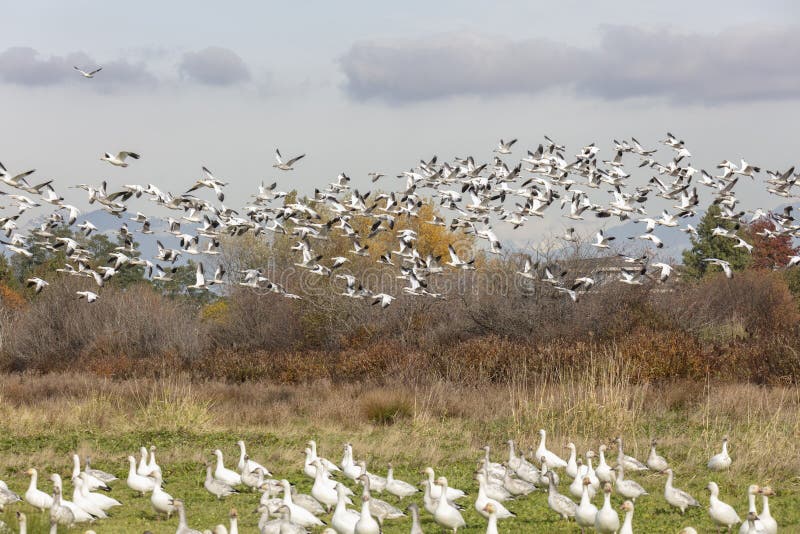 White Snow Goose stock image. Image of white, close - 178232871