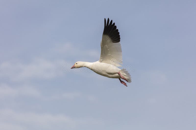 White Snow Goose stock image. Image of white, close - 178232871