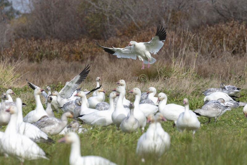 White Snow Goose stock image. Image of white, close - 178232871