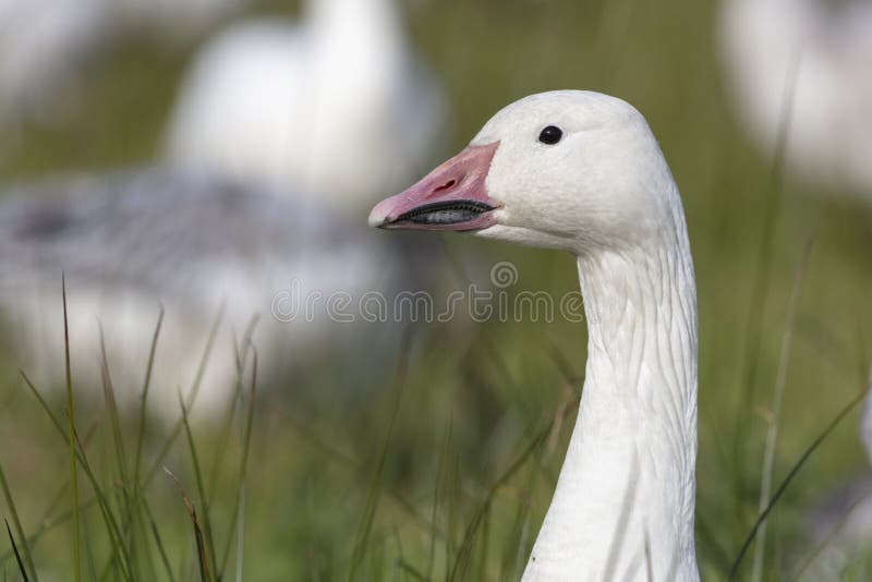 White Snow Goose stock photo. Image of snow, columbia - 162319470
