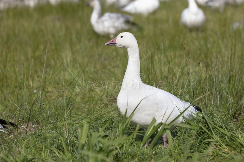 White Snow Goose stock photo. Image of snow, wildlife - 169632438