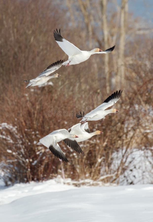 White Snow Goose stock image. Image of white, close - 178232871