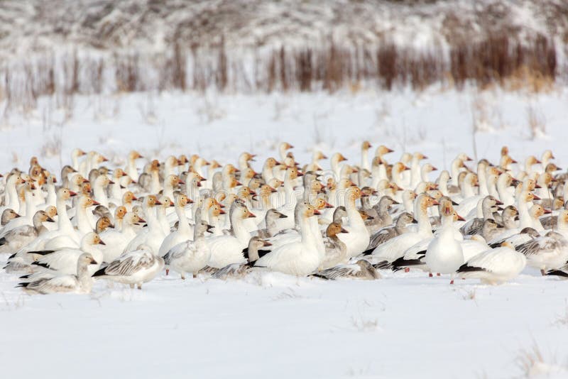 White Snow Goose stock image. Image of white, close - 178232871