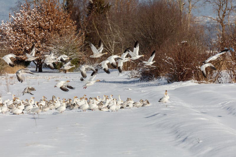 White Snow Goose stock image. Image of wildlife, goose - 140433771
